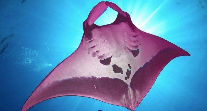 World’s Only PINK Manta Ray Discovered | The MarkoZen Blog