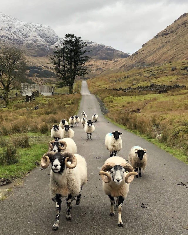 Sheep in Scotland | The MarkoZen Blog