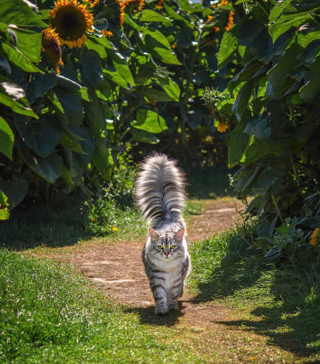 Some Cats and a Few Dogs | The MarkoZen Blog